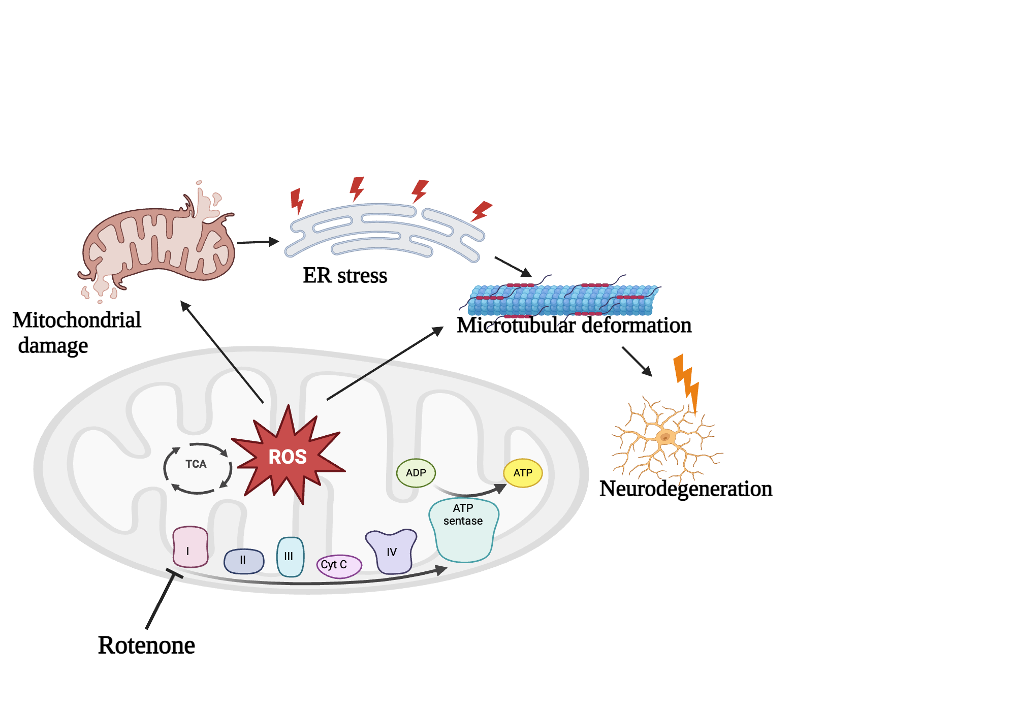 Mechanism of rotenone toxicity and neurodegenerative effect | BioRender ...