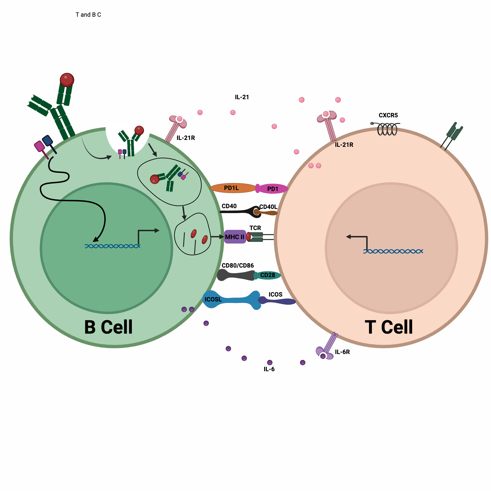 T and B cell Interaction | BioRender Science Templates