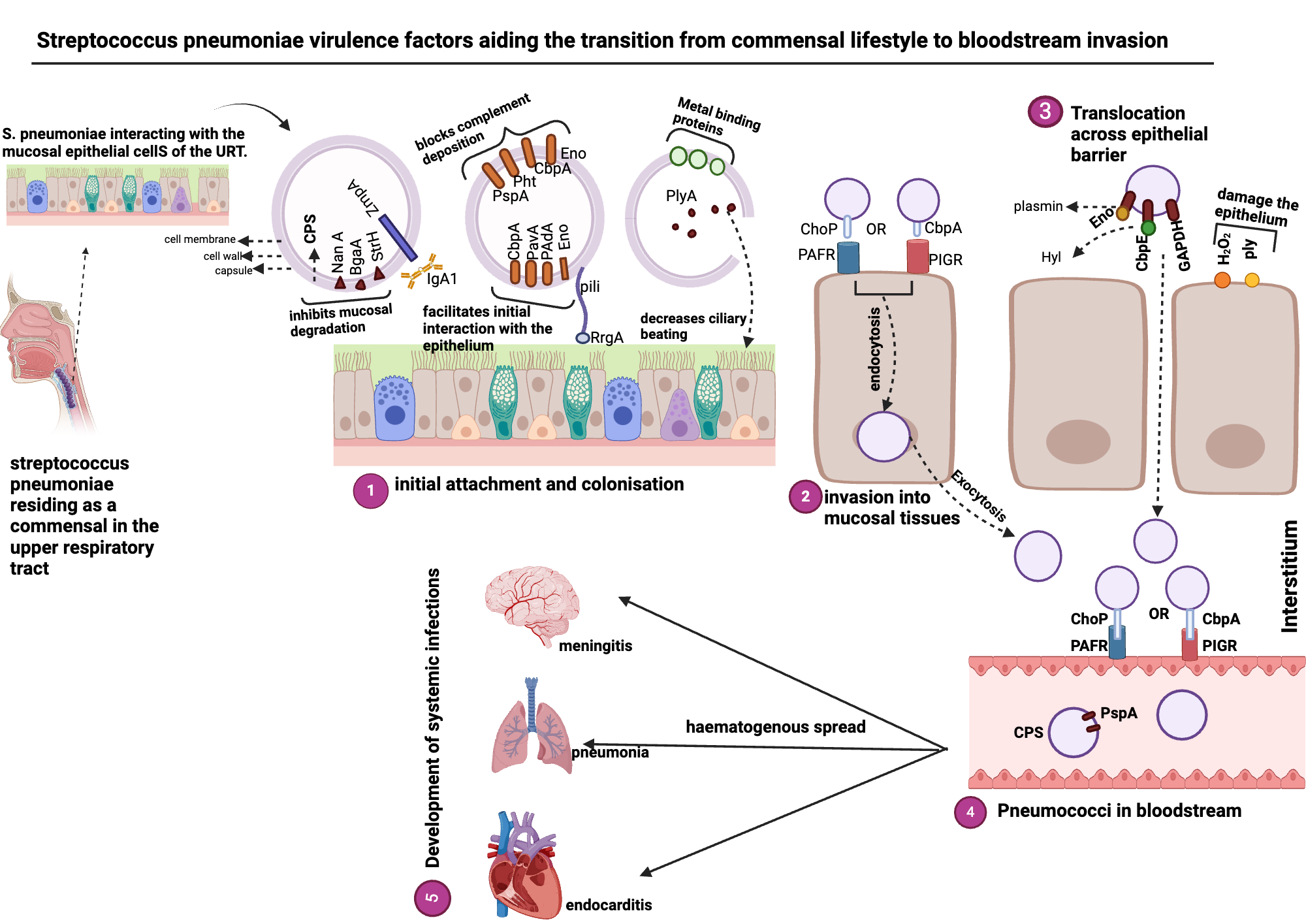 S. pneumoniae's virulence factors aiding bloodstream invasion ...