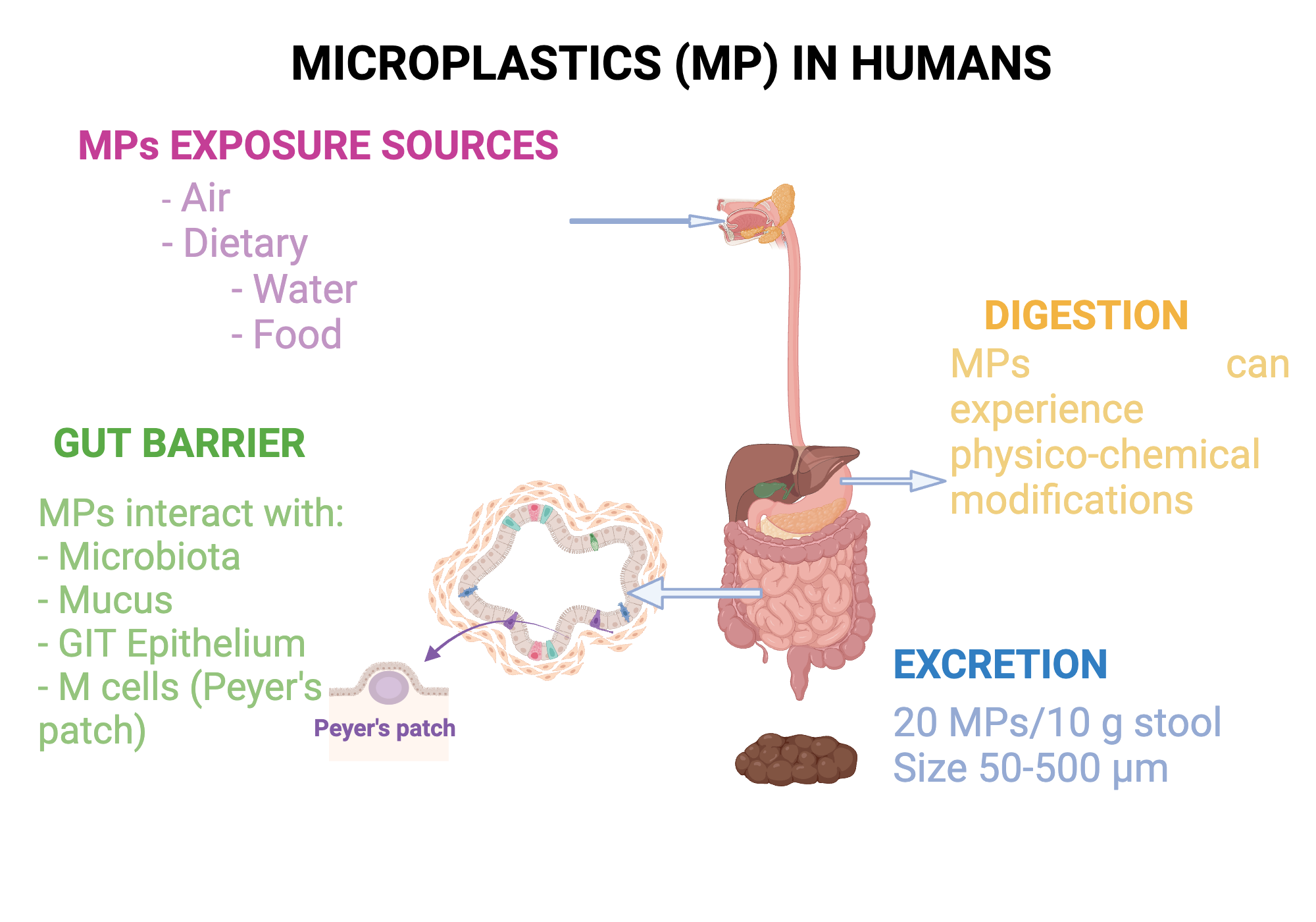 Microplastics in humans | BioRender Science Templates