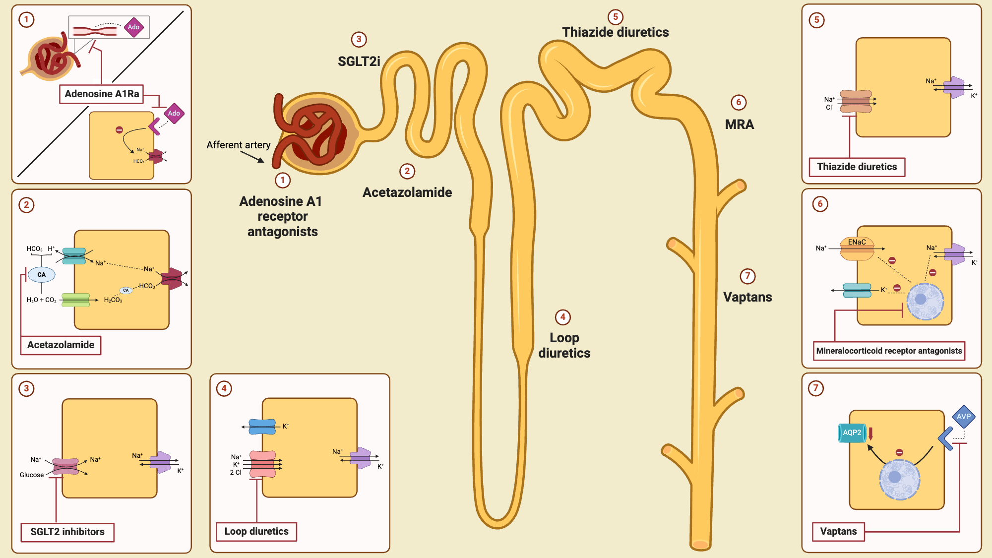 Site and mechanism of action of treatments tested to improve diuresis ...