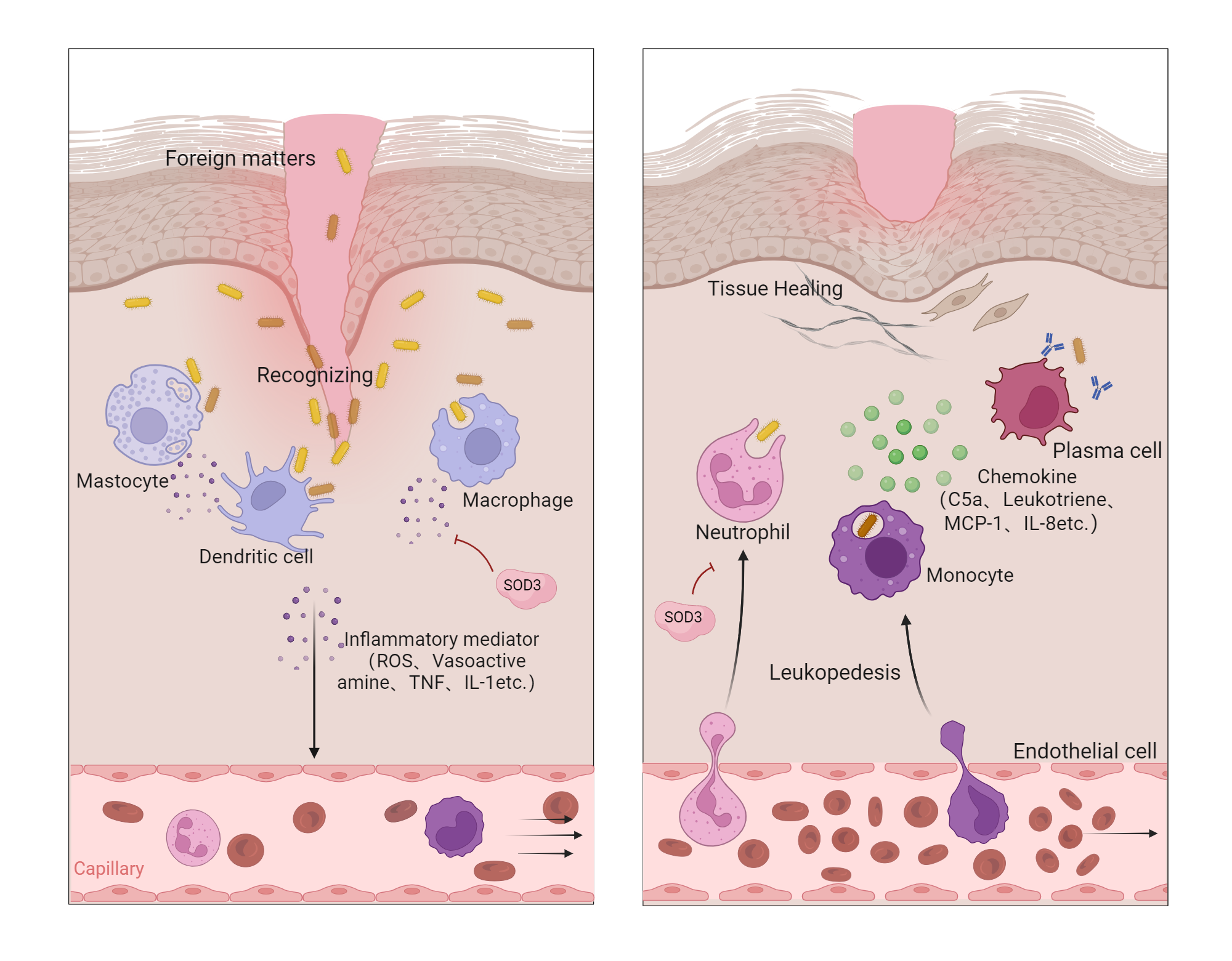 SOD3 inhibits inflammatory responses. | BioRender Science Templates