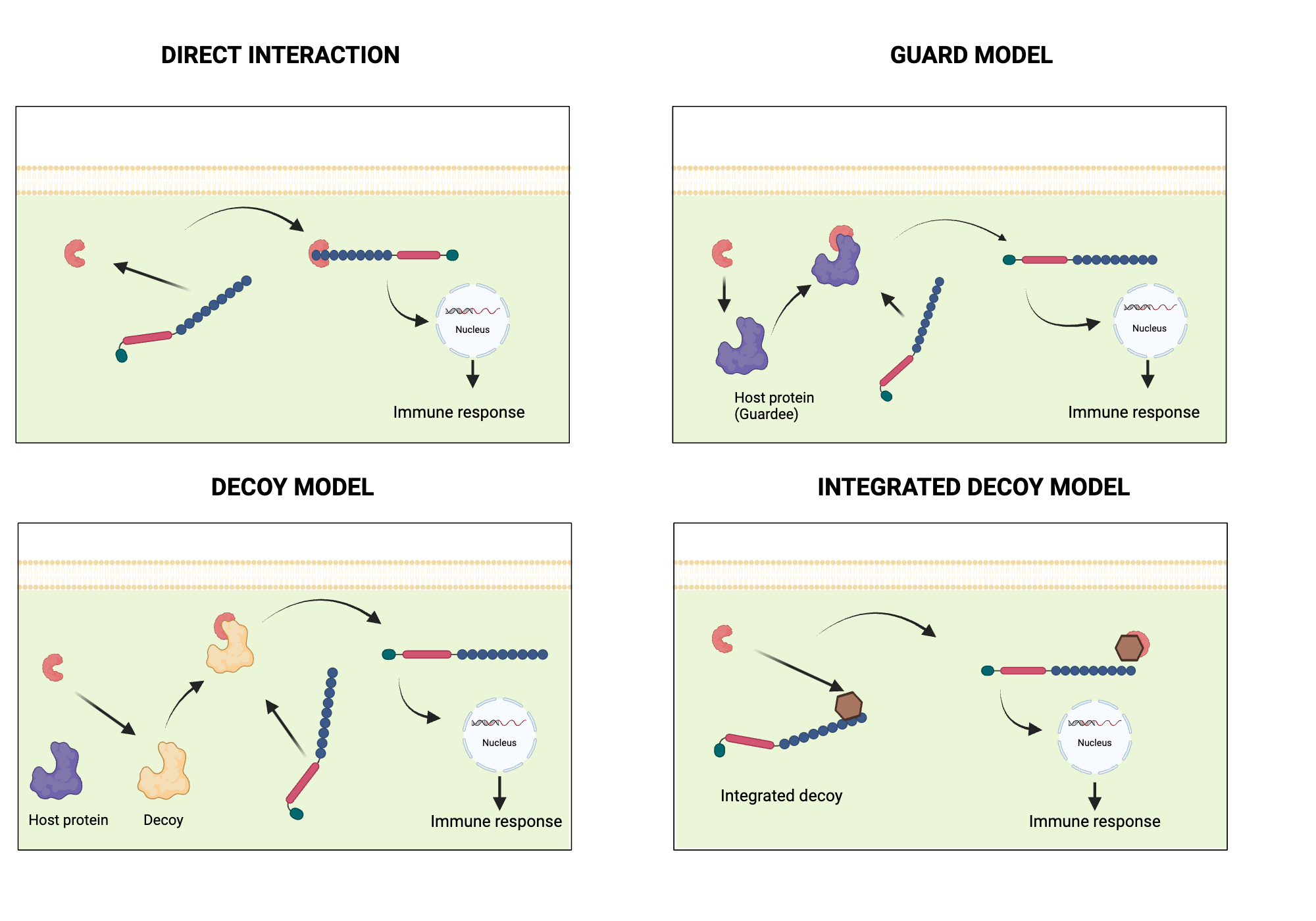Models of interactions between effectors and plant resistance proteins ...