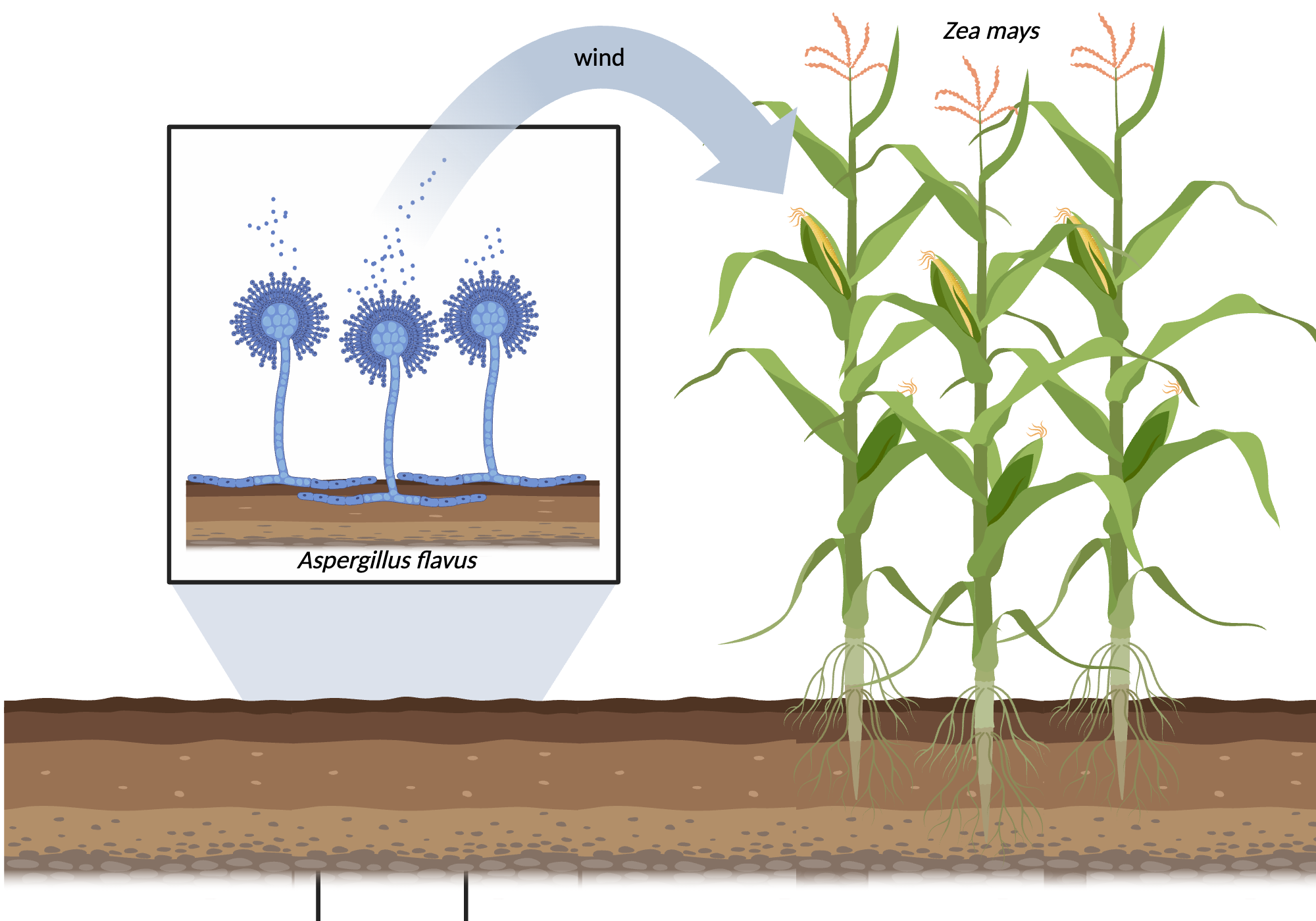 Infection of a maize ear by the fungus Aspergillus Flavus | BioRender ...