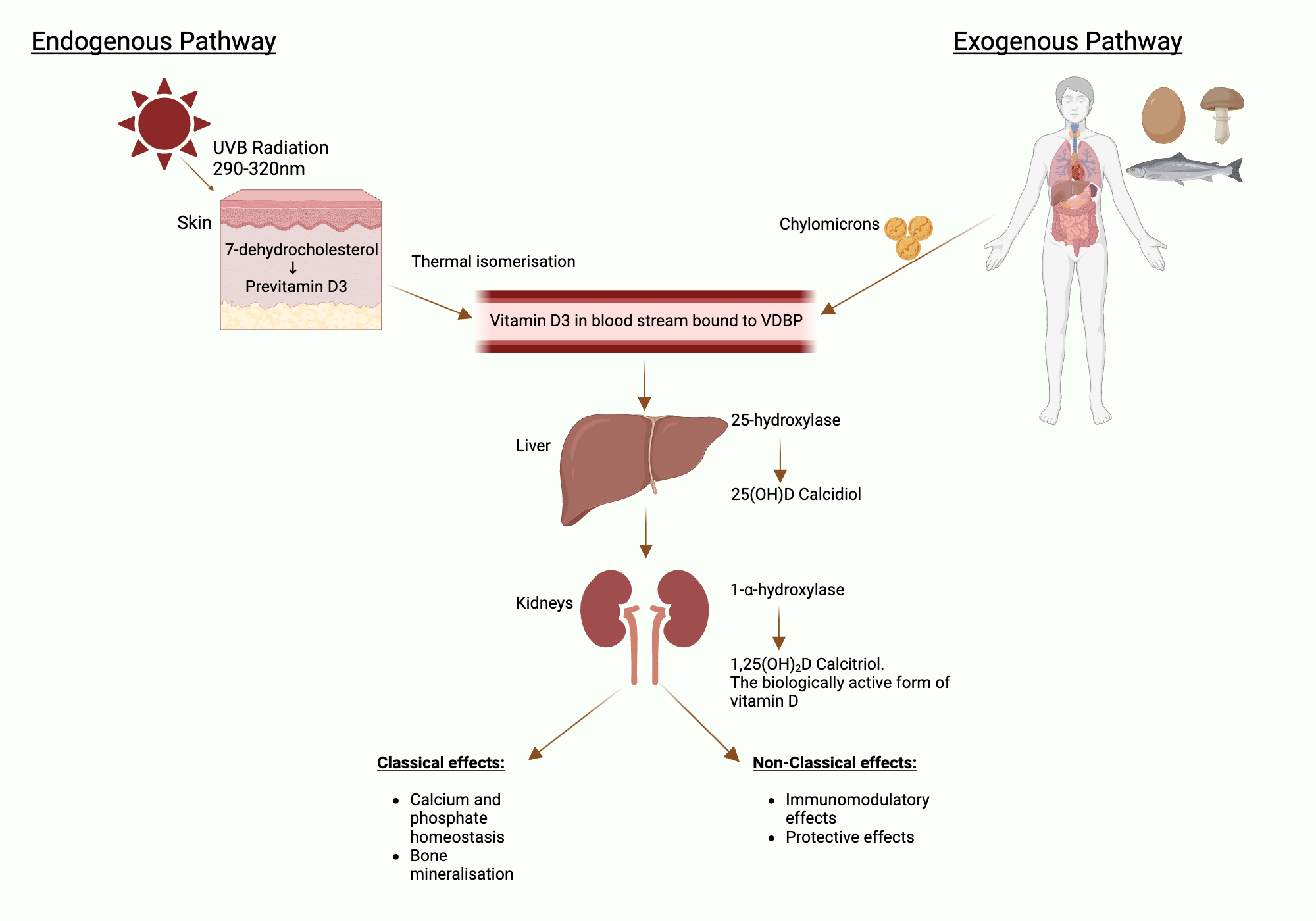 Vitamin D Pathways | BioRender Science Templates