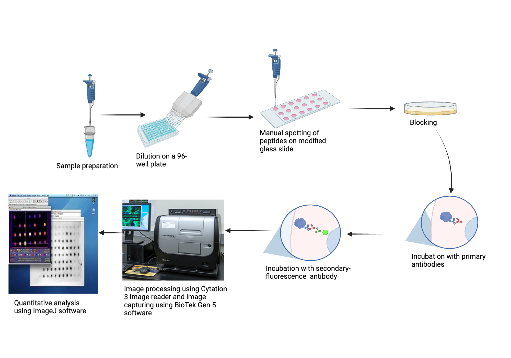 Peptide microarray workflow | BioRender Science Templates
