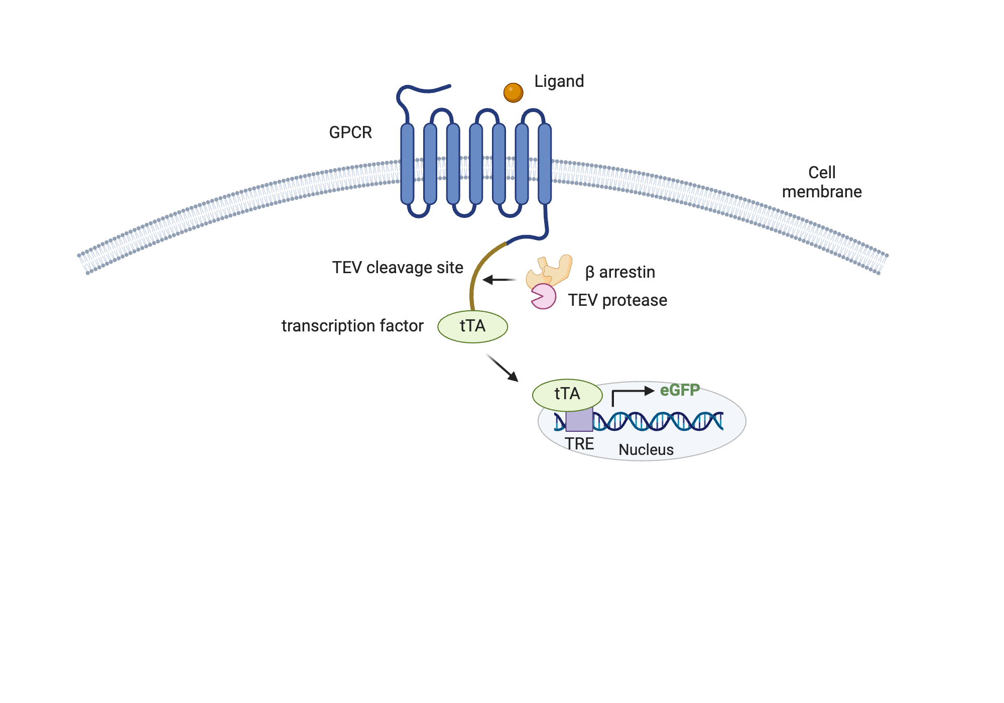 Tango assay | BioRender Science Templates