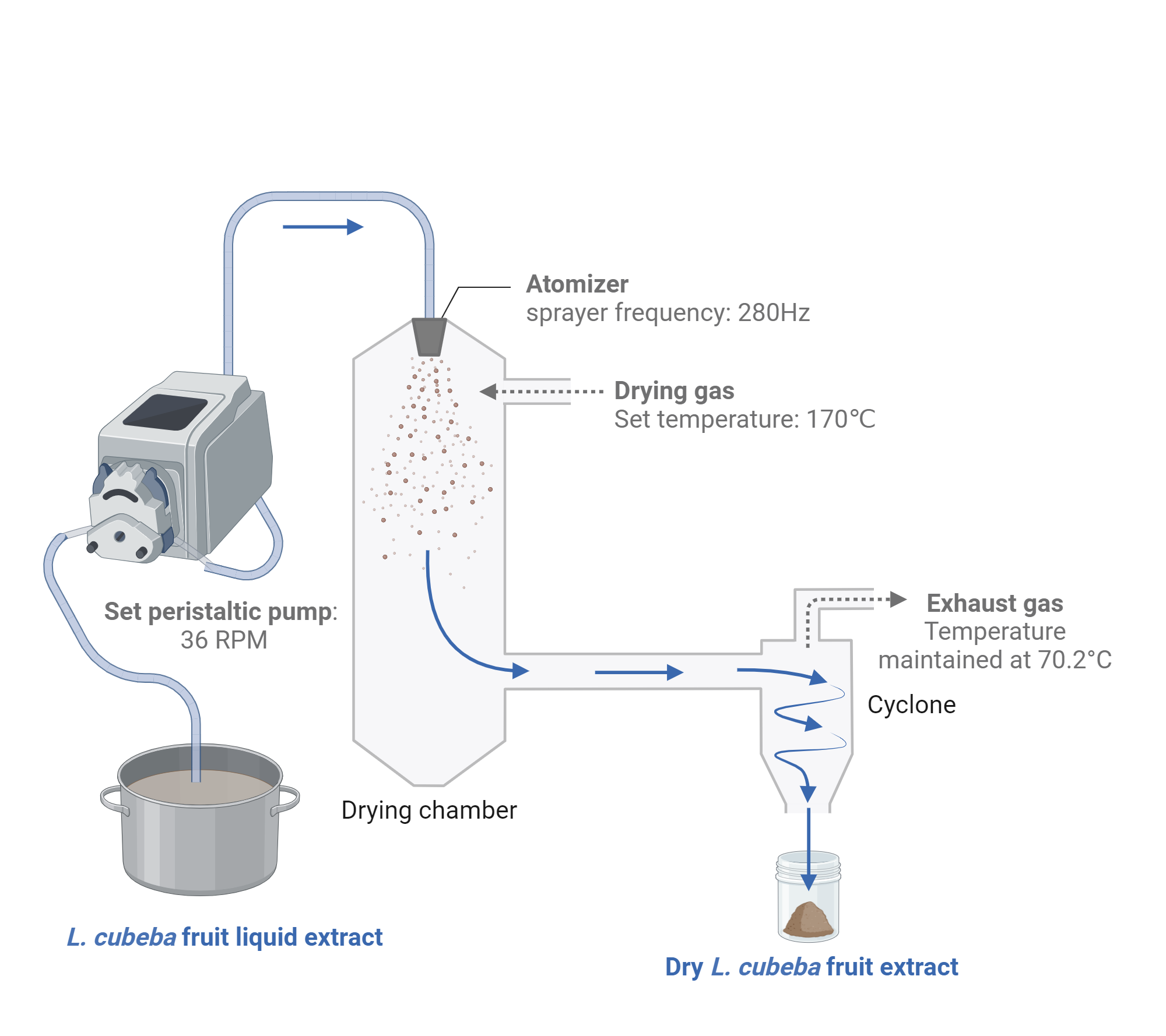 Litsea cubeba fruit extraction process | BioRender Science Templates