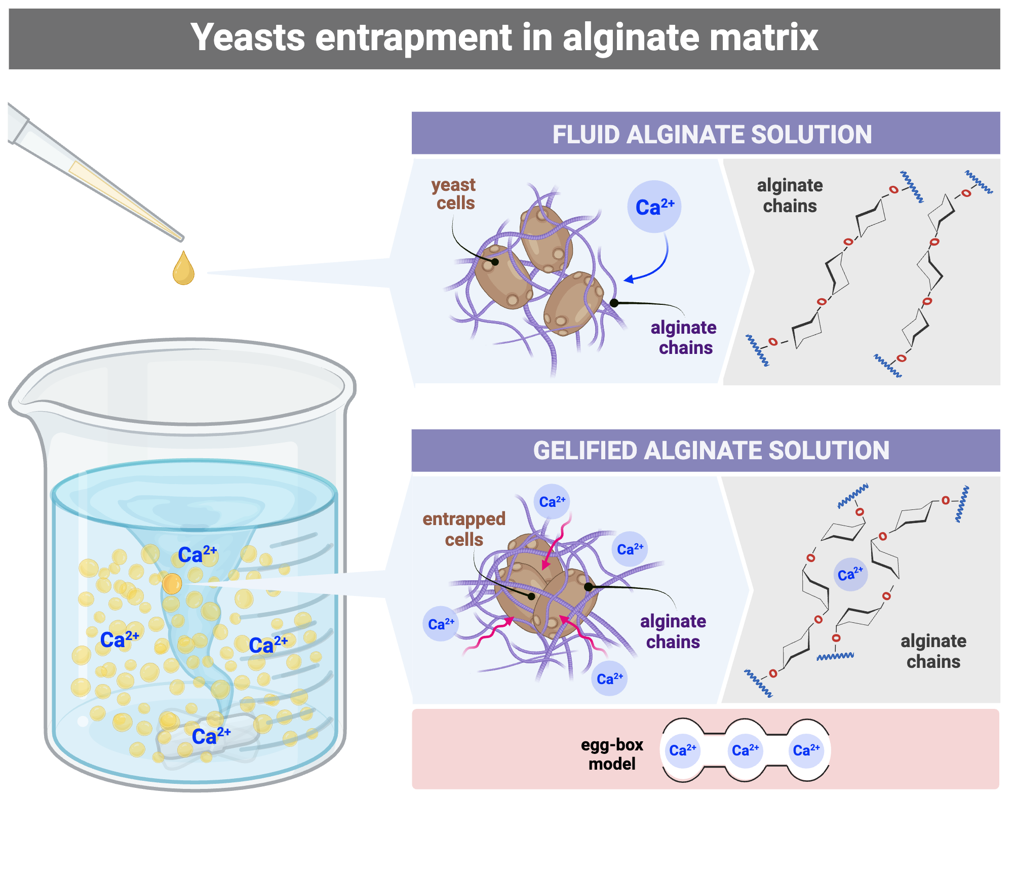 Yeast entrapment in alginate matrix | BioRender Science Templates