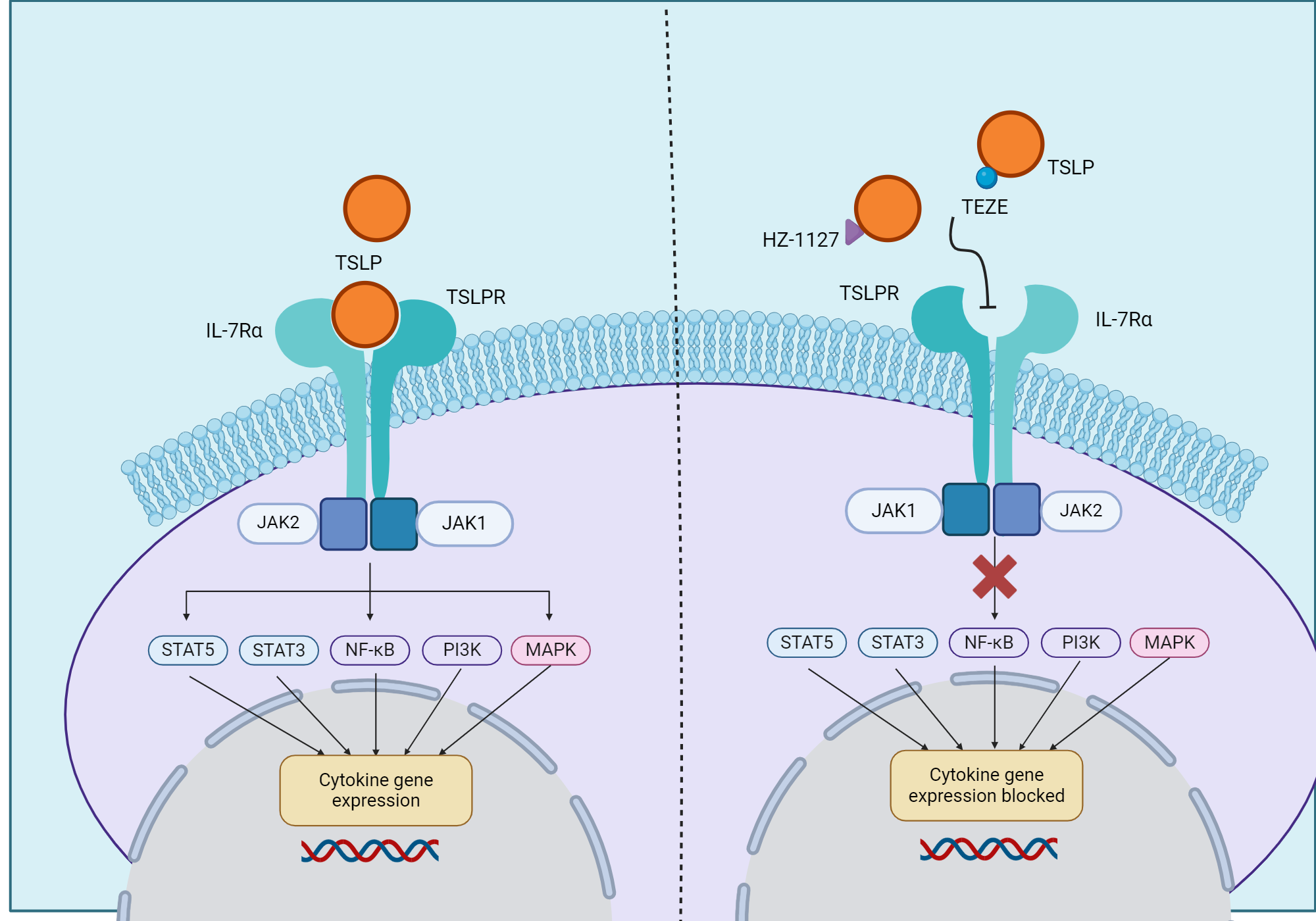 The diagram of the inhibition of TSLP Signaling by HZ-1127 and TEZE ...