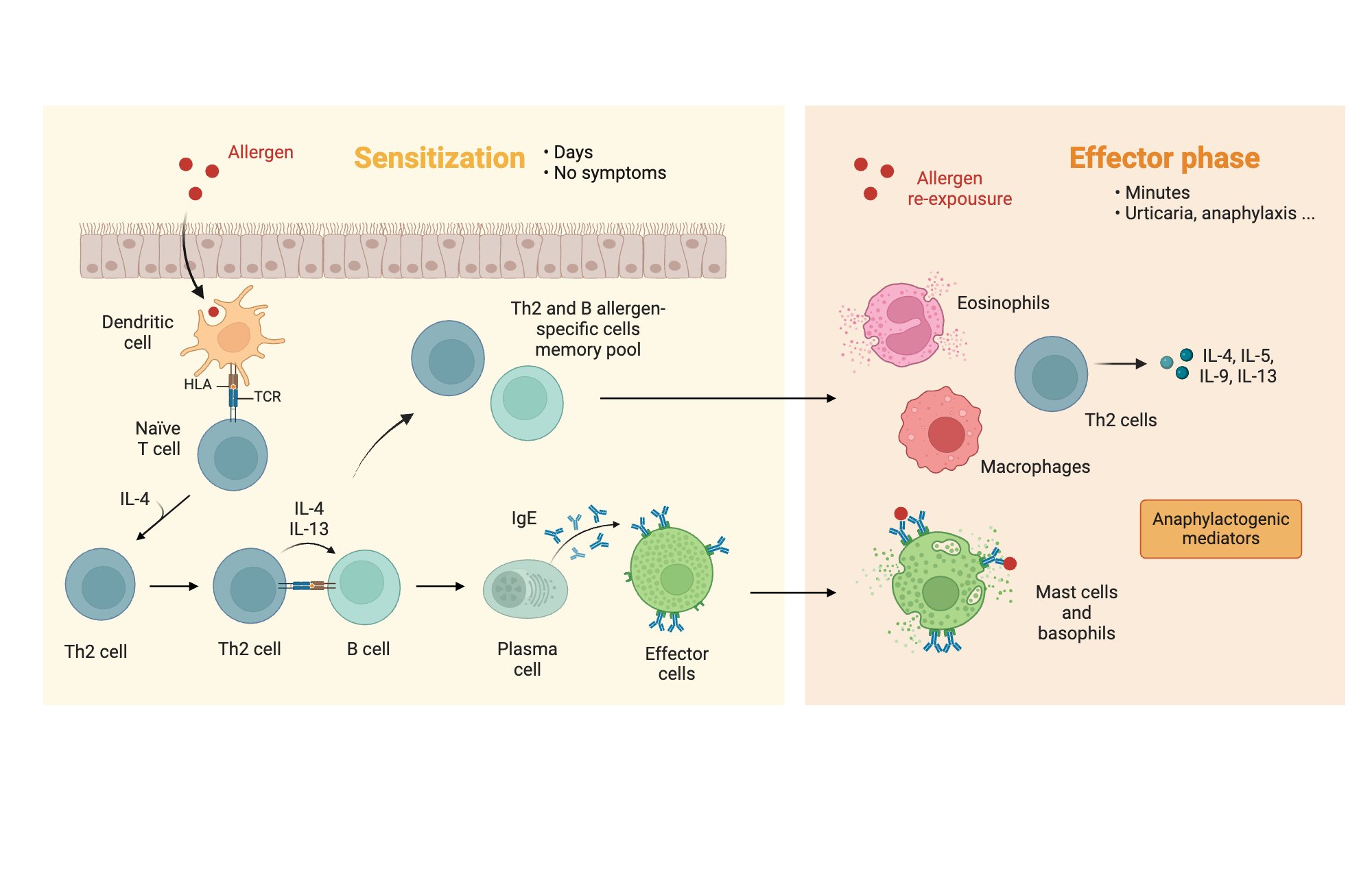 Allergy phases | BioRender Science Templates