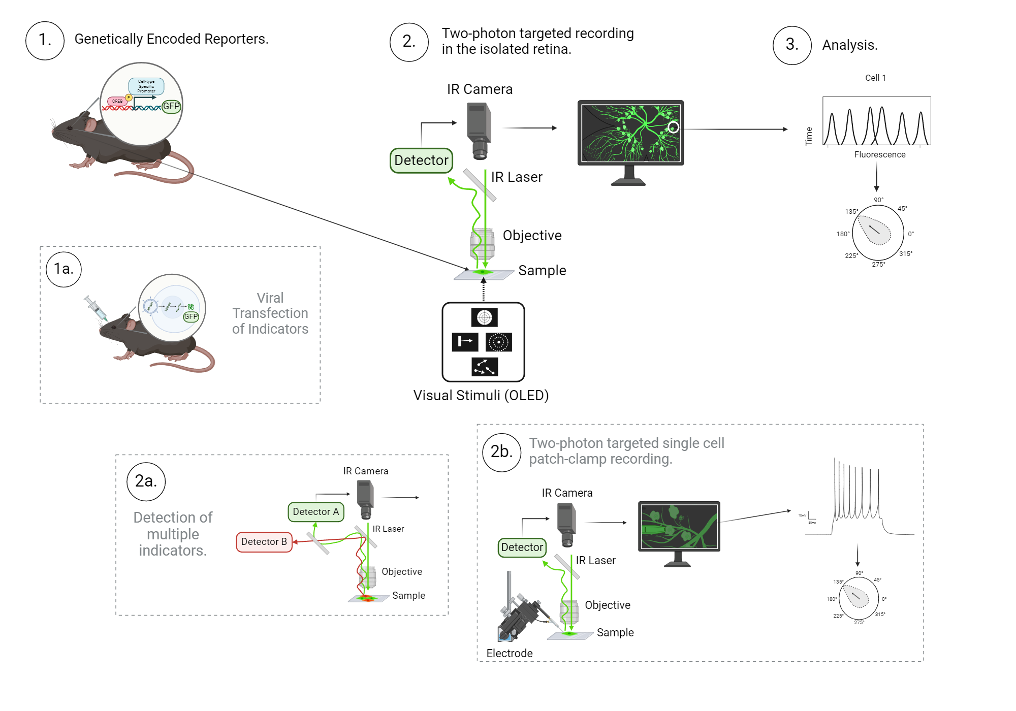 Two-photon Targeted Electrophysiology in the Rodent Retina | BioRender ...