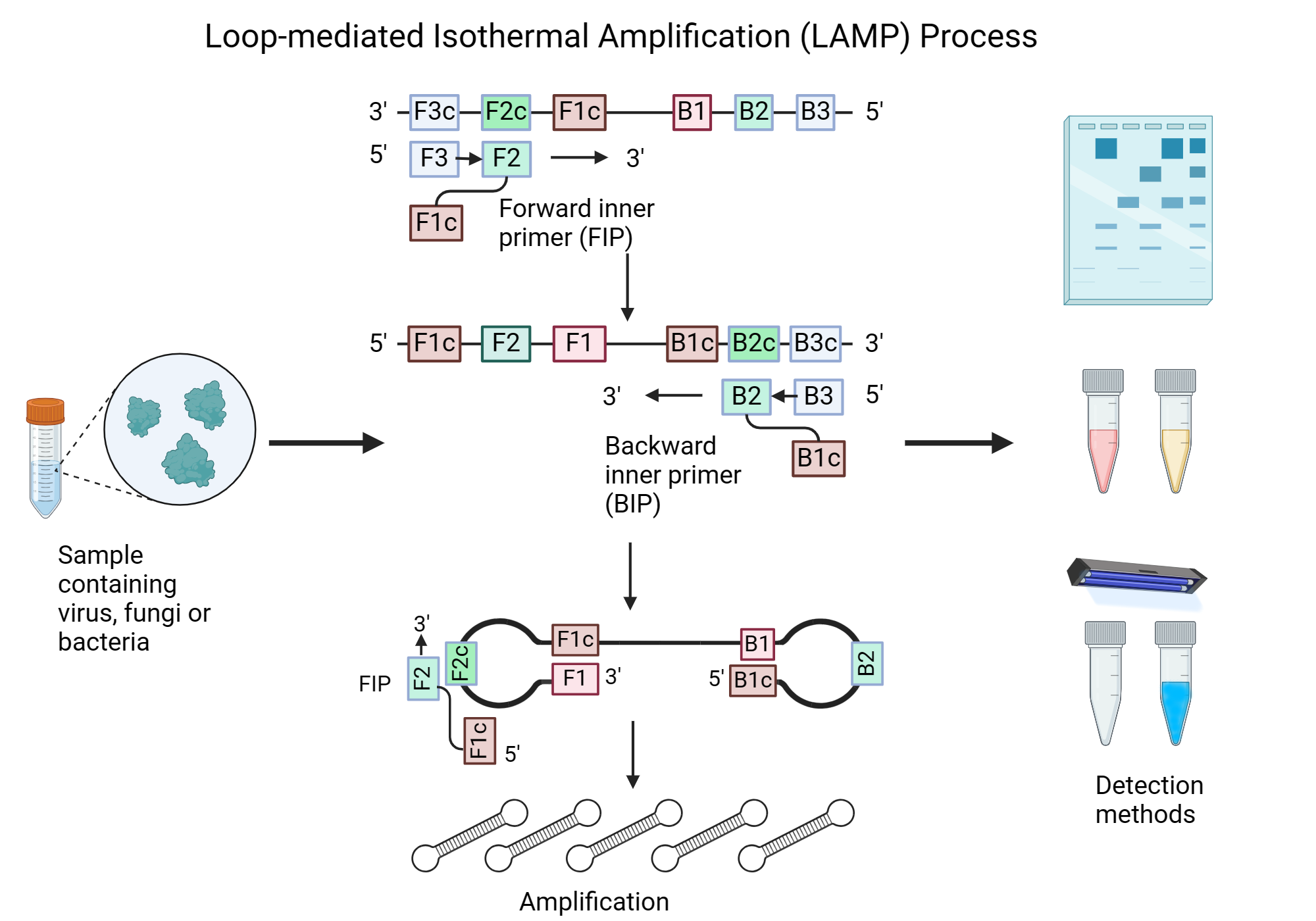 Loop-Mediated Isothermal Amplification (LAMP) Process | BioRender ...