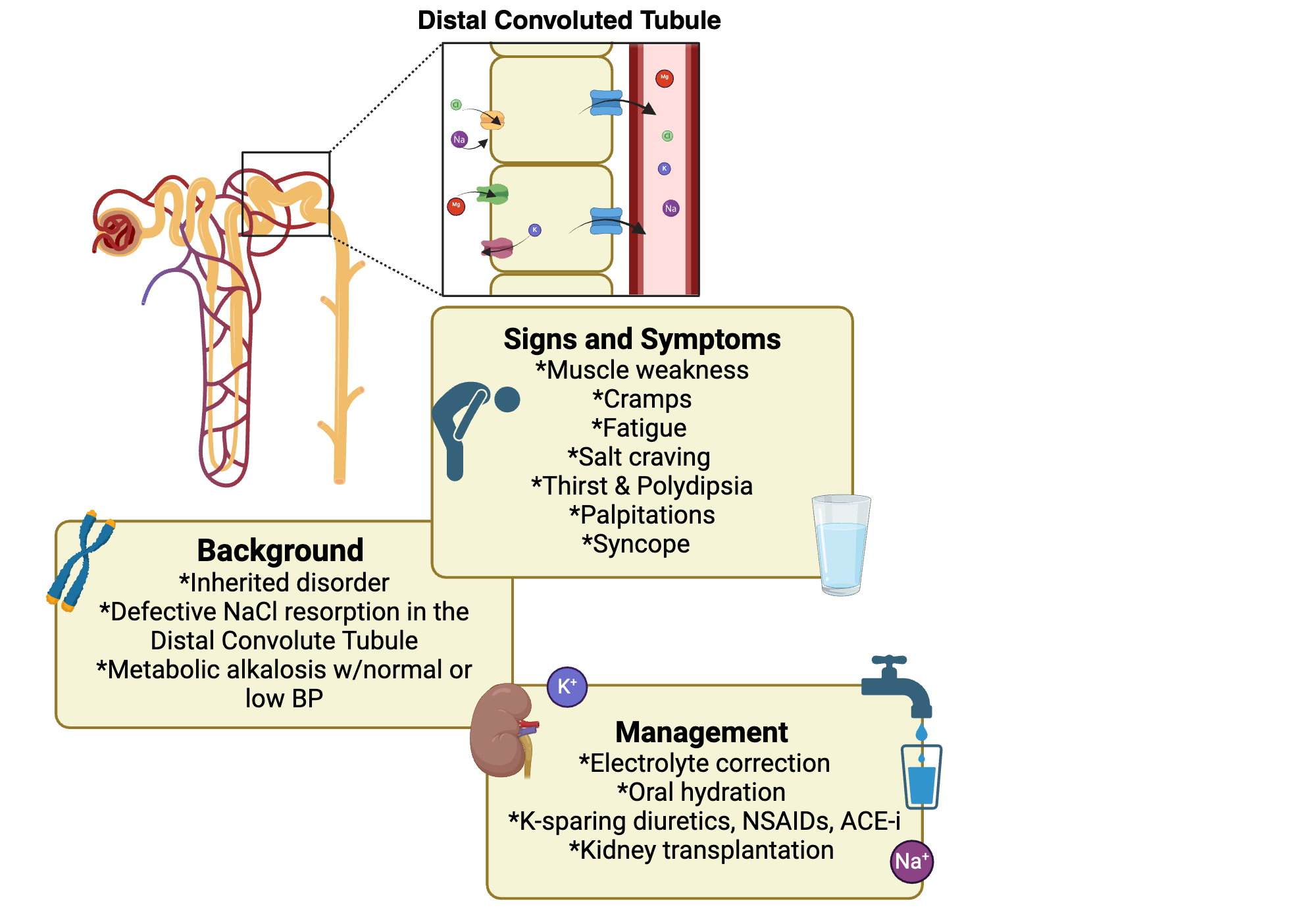Gitelman Syndrome Biorender Science Templates