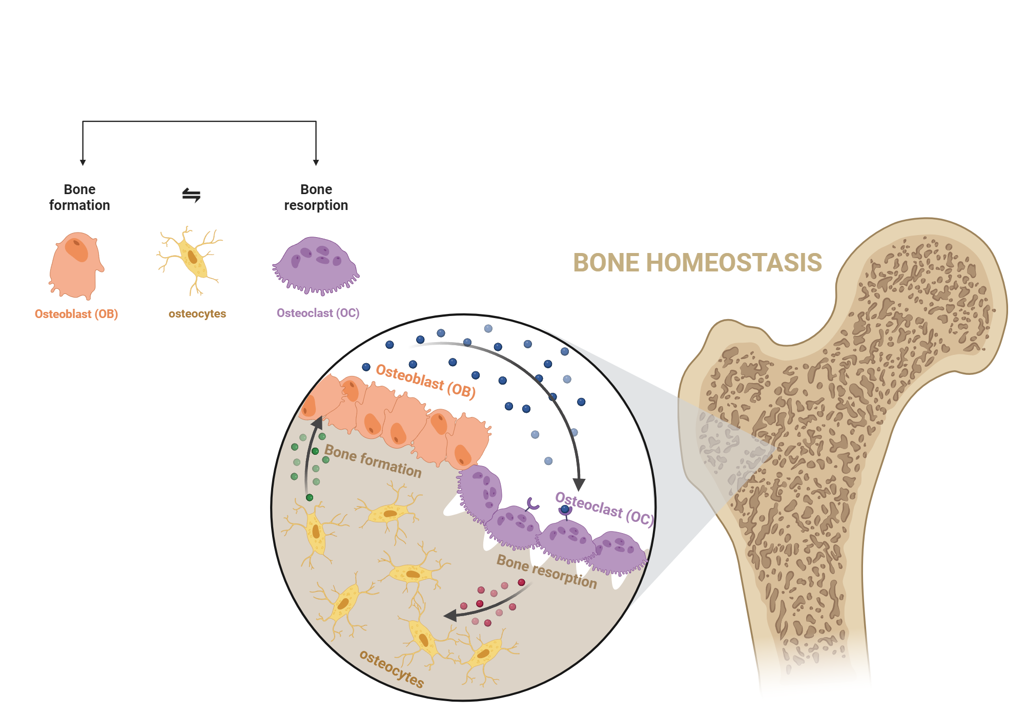 Bone remodelling process | BioRender Science Templates