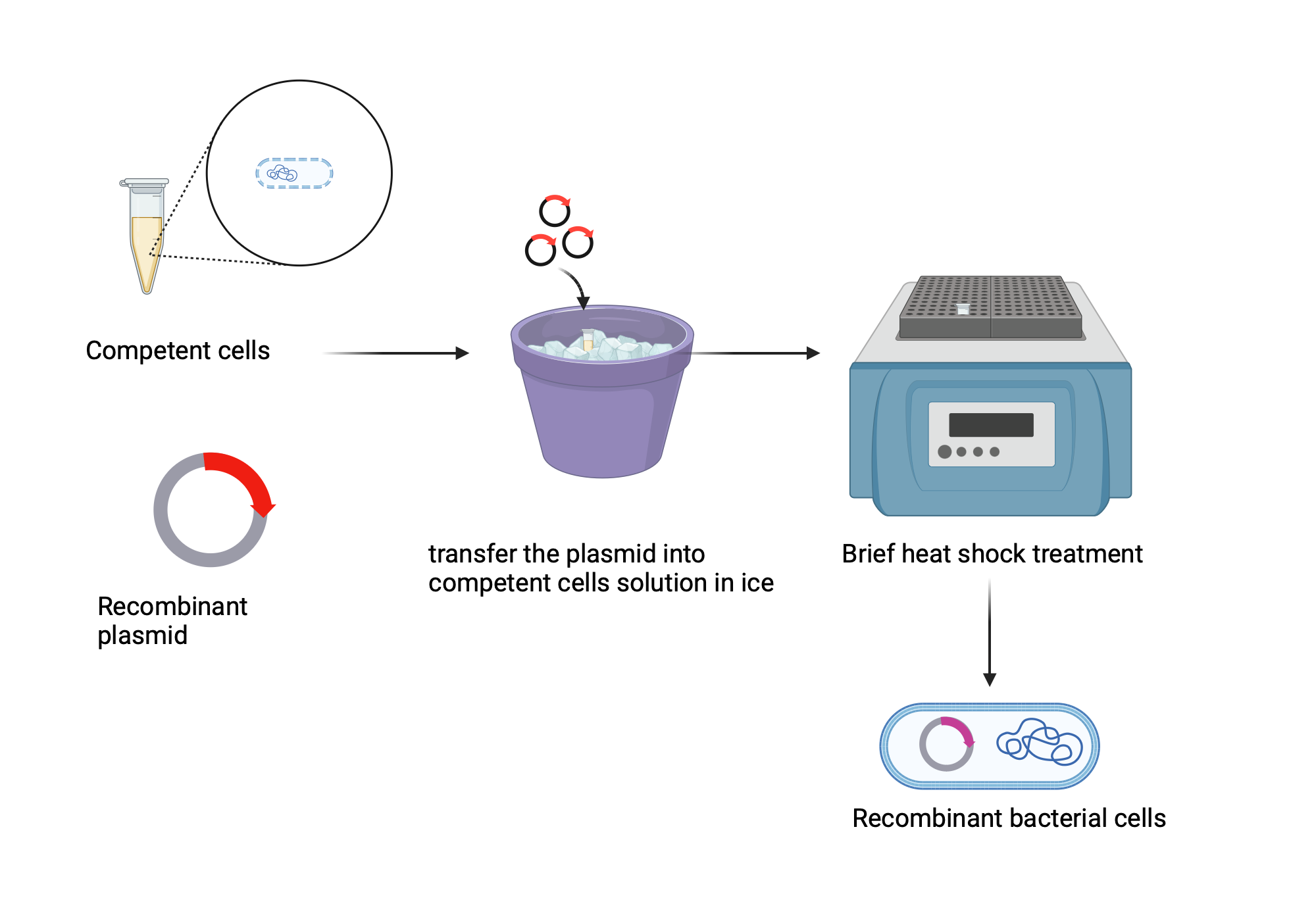Bacterial Transformation | BioRender Science Templates
