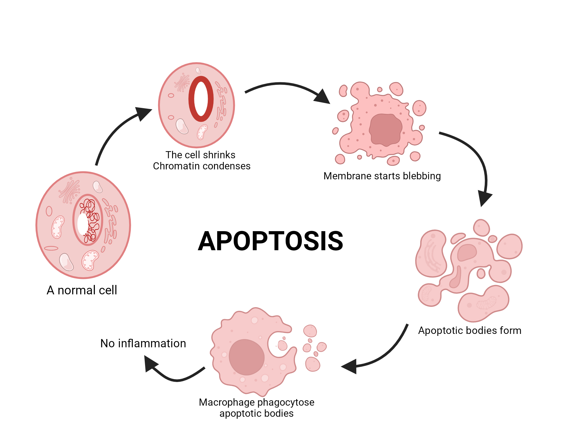 Apoptotic cell death | BioRender Science Templates