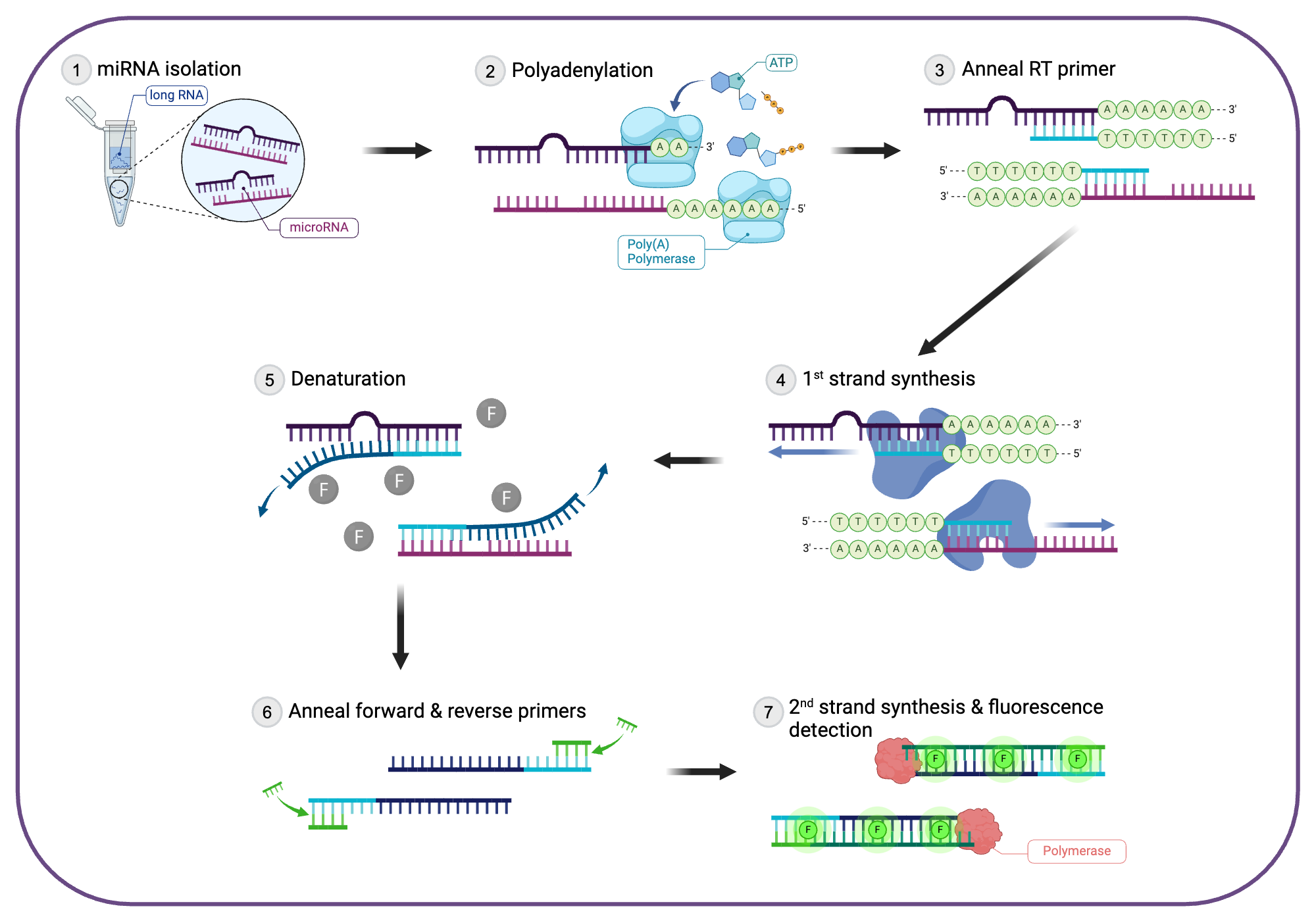 MicroRNA Quantification with qPCR | BioRender Science Templates