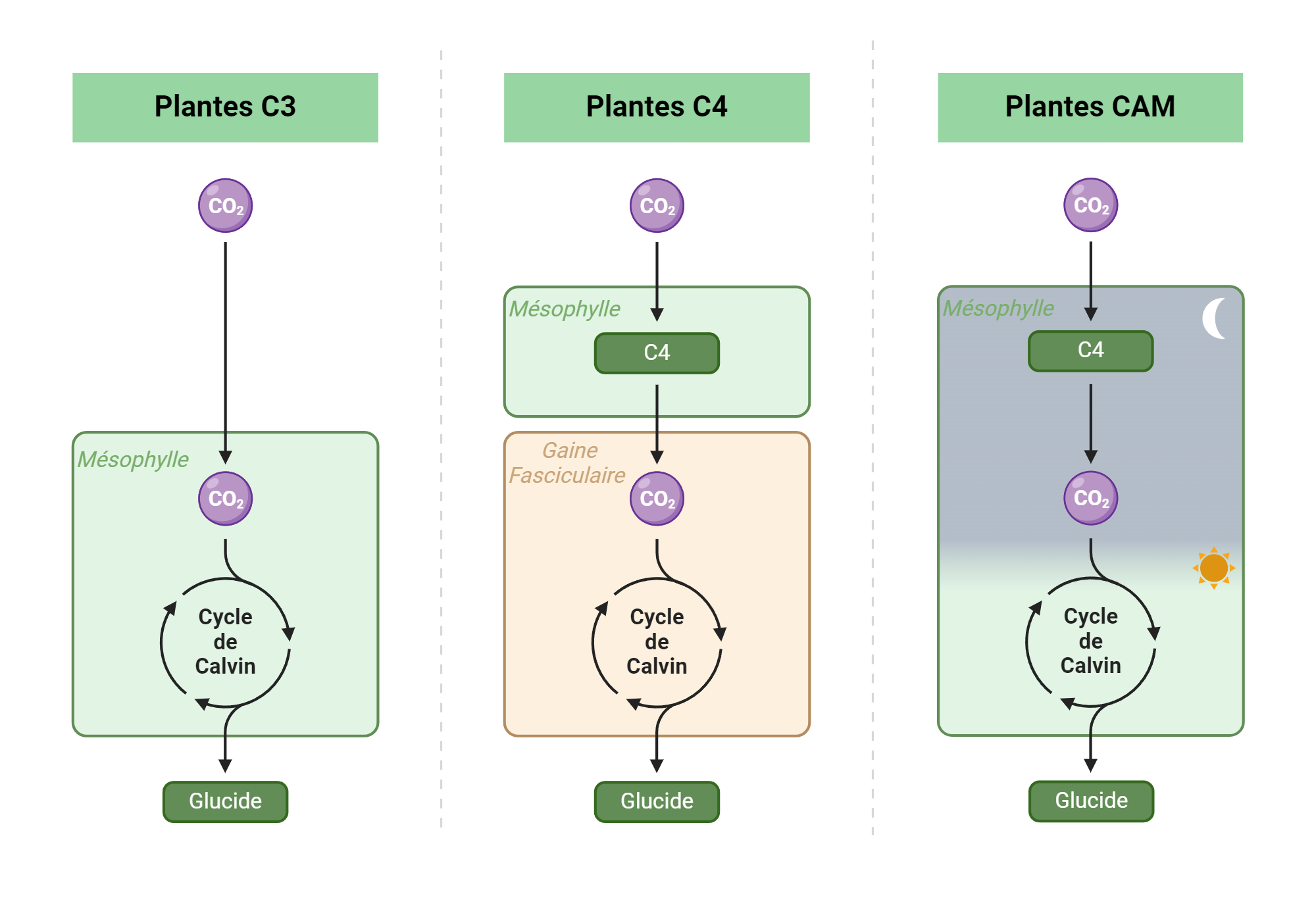 Comparaison des métabolismes entre les plantes C3, C4 et CAM ...