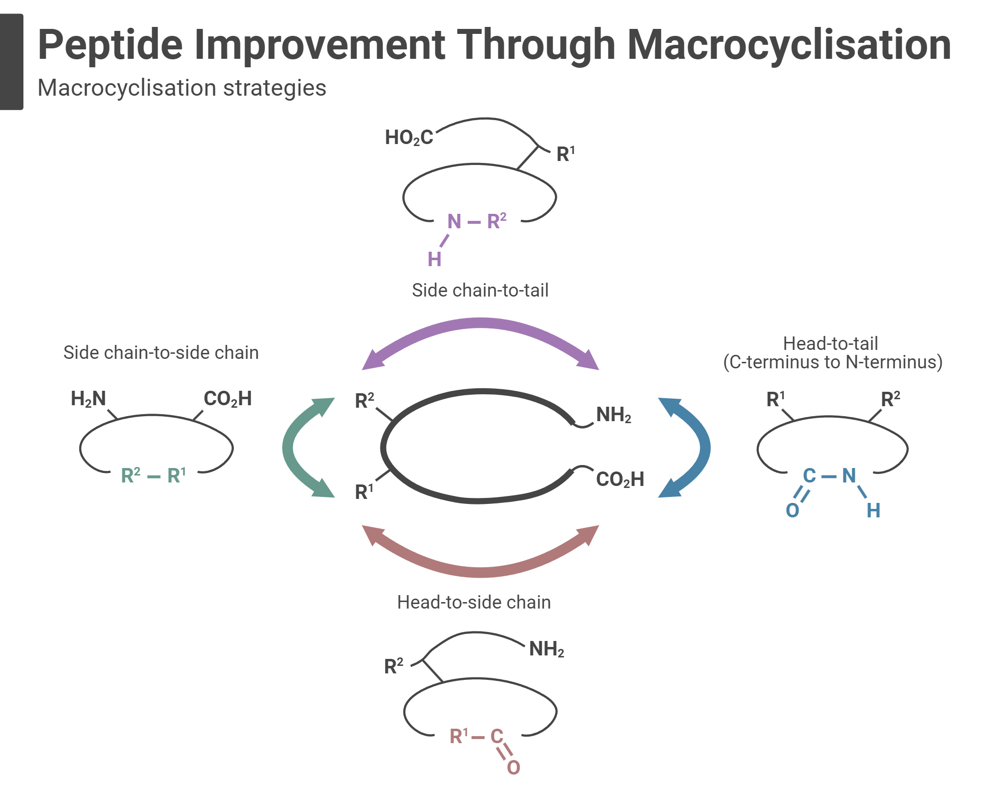 Peptide Improvement Through Macrocyclisation (Peptide Synthesis ...