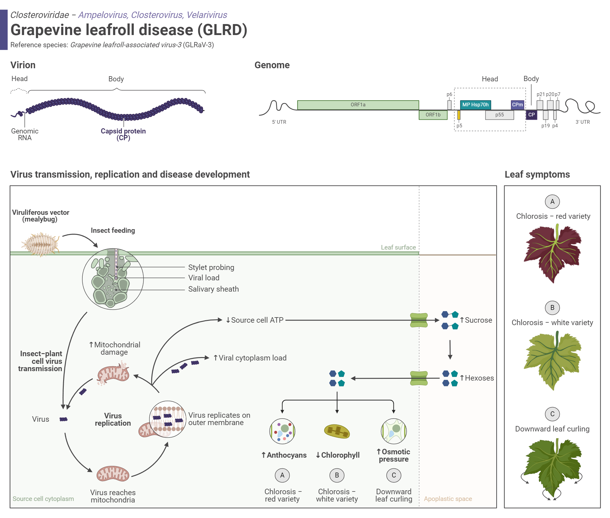 Insect-Borne Plant Viruses - Grapevine Leafroll Virus Transmission and ...