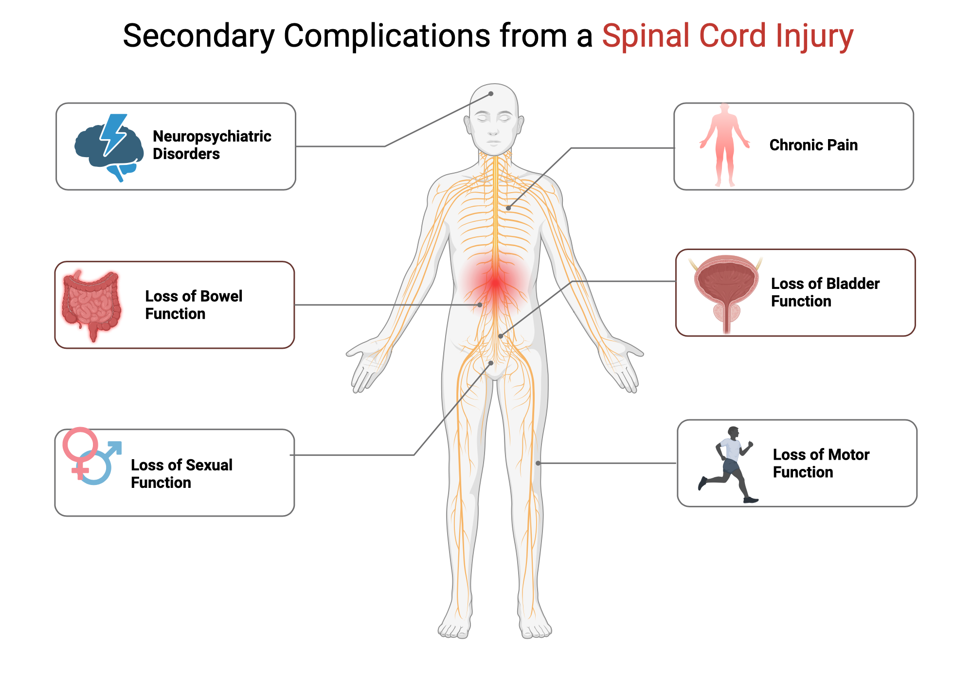 Secondary Complications from a Spinal Cord Injury | BioRender Science ...