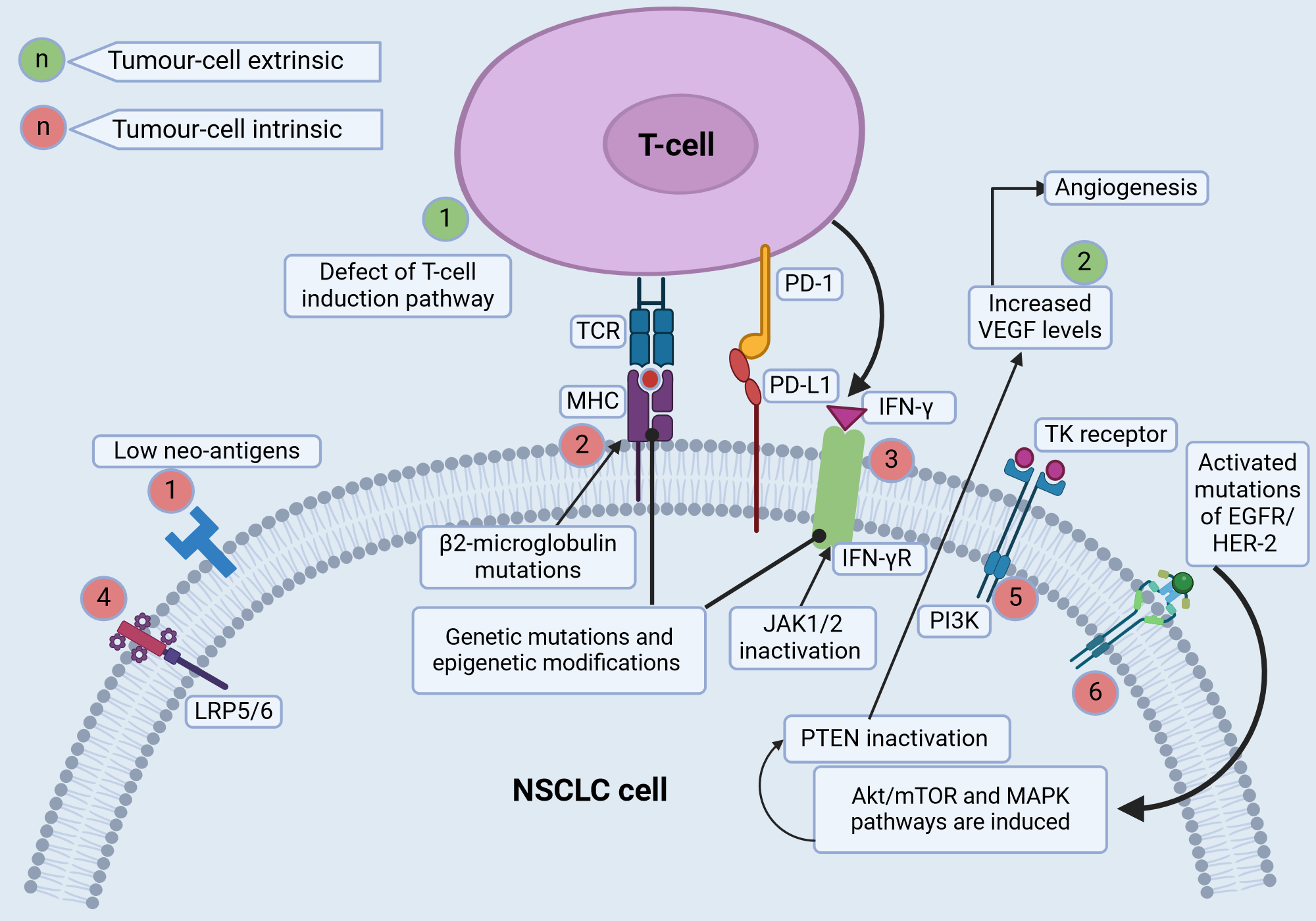 Mechanisms of Immune Checkpoint Inhibitors resistance in Non-small cell ...