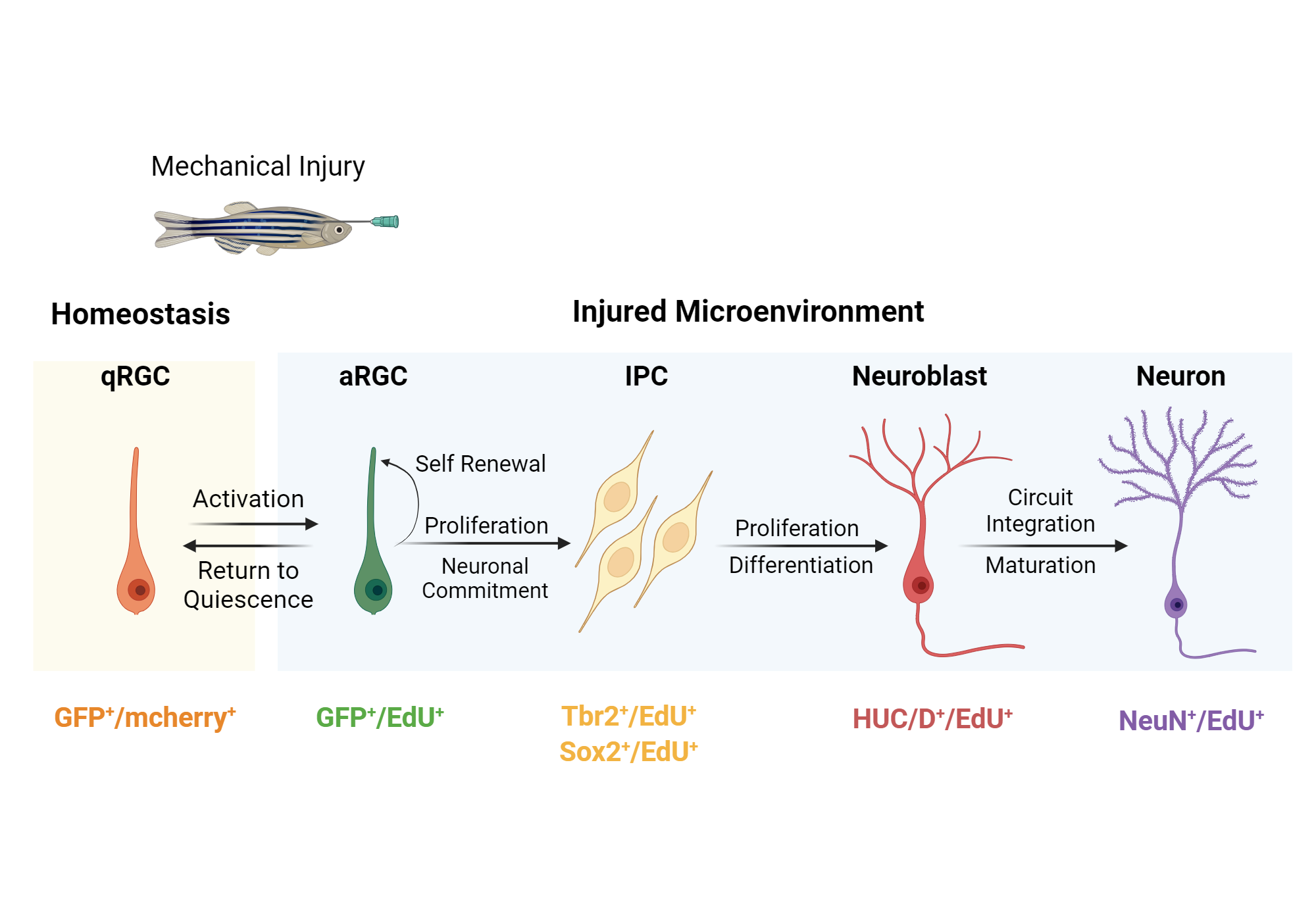 How Radial Glial Cells in the Zebrafish Brain react to an Injury ...