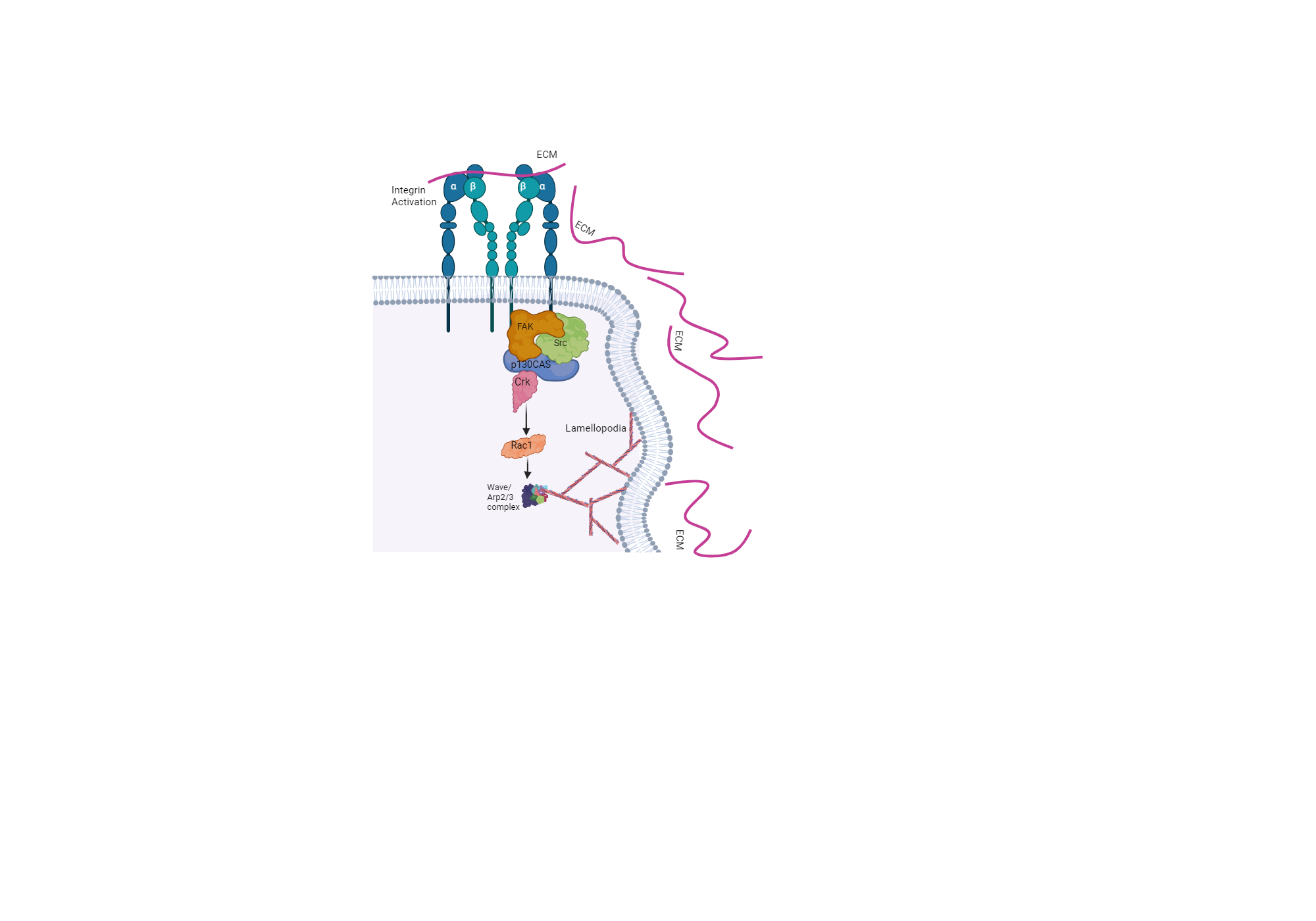 Integrin Signalling | BioRender Science Templates