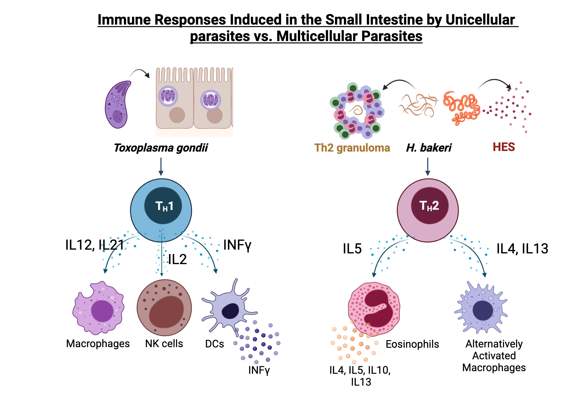 Immune responses induced by unicellular vs. multicellular parasites in ...