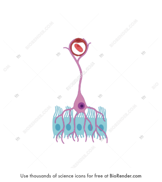 Ependymal Cells Shape