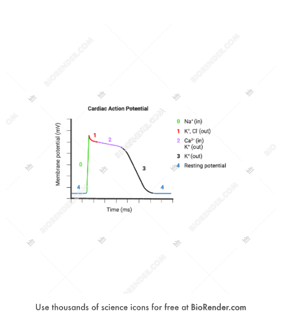Tomt Handlingspotensialdiagram