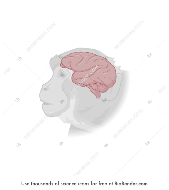 Free Rhesus macaque monkey (brain, lateral, on head) Icons, Symbols ...
