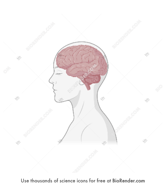 Free Brain (lateral, female) Icons, Symbols & Images | BioRender