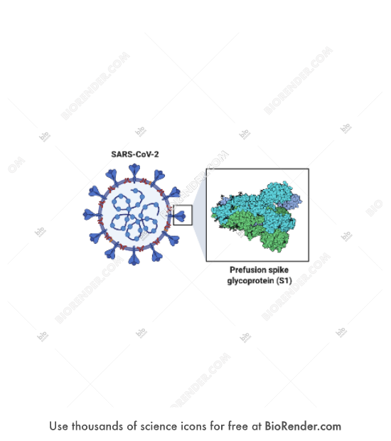 Free SARS-CoV-2 with prefusion spike glycoprotein (S1) Icons, Symbols ...