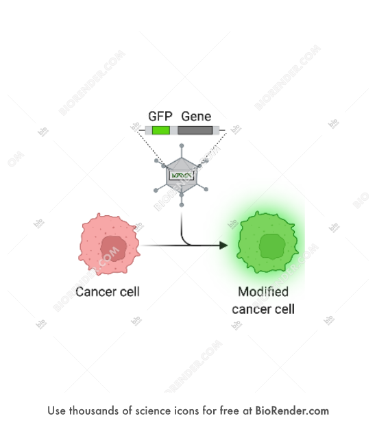 Free GFP cancer cell Icons, Symbols & Images | BioRender