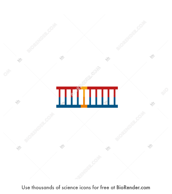 Free DNA (unwound, with point mutation) Icons, Symbols & Images | BioRender