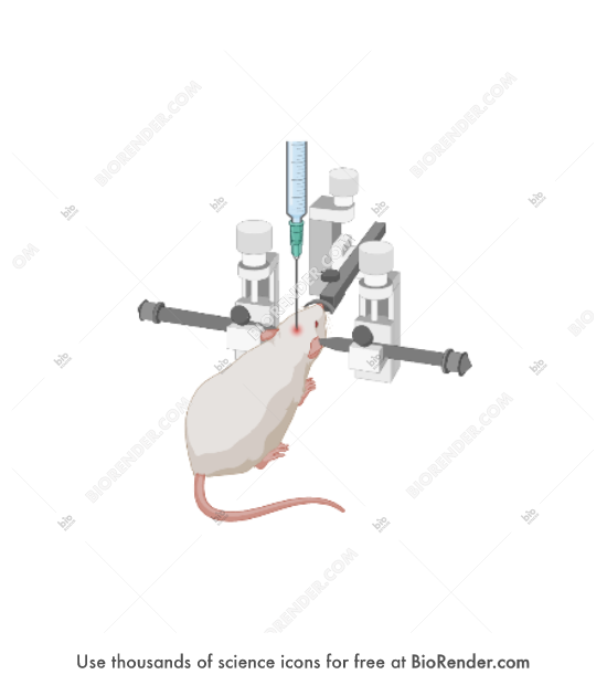 Free Mouse (stereotaxic injection) Icons, Symbols & Images | BioRender