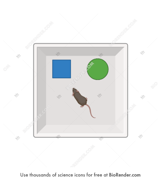 Free Novel Object Recognition Test Mouse Icons Symbols And Images