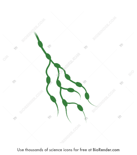 Free Lymph nodes and vessels (editable) Icons, Symbols & Images | BioRender