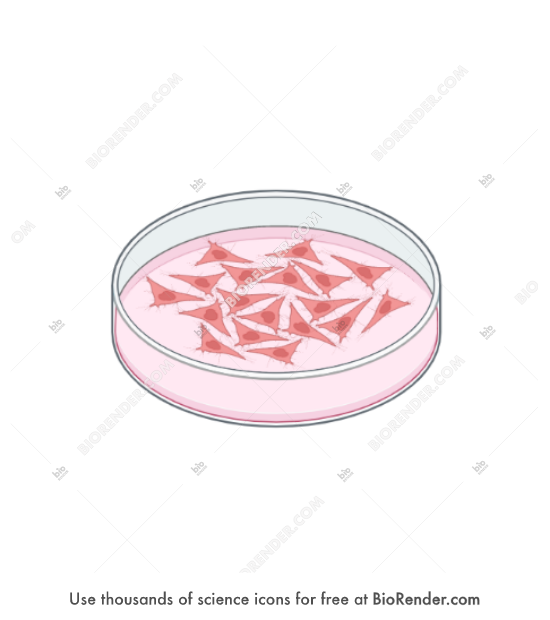Free Petri dish (with cancer cells) Icons, Symbols & Images | BioRender