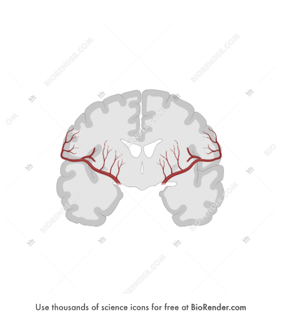 Free Brain (coronal cut, simplified, with vessels) Icons, Symbols ...