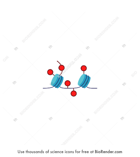 Free Epigenetic modifications Icons, Symbols & Images | BioRender