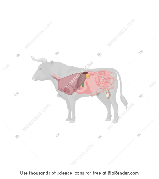 Free Bull (with internal organs) Icons, Symbols & Images | BioRender