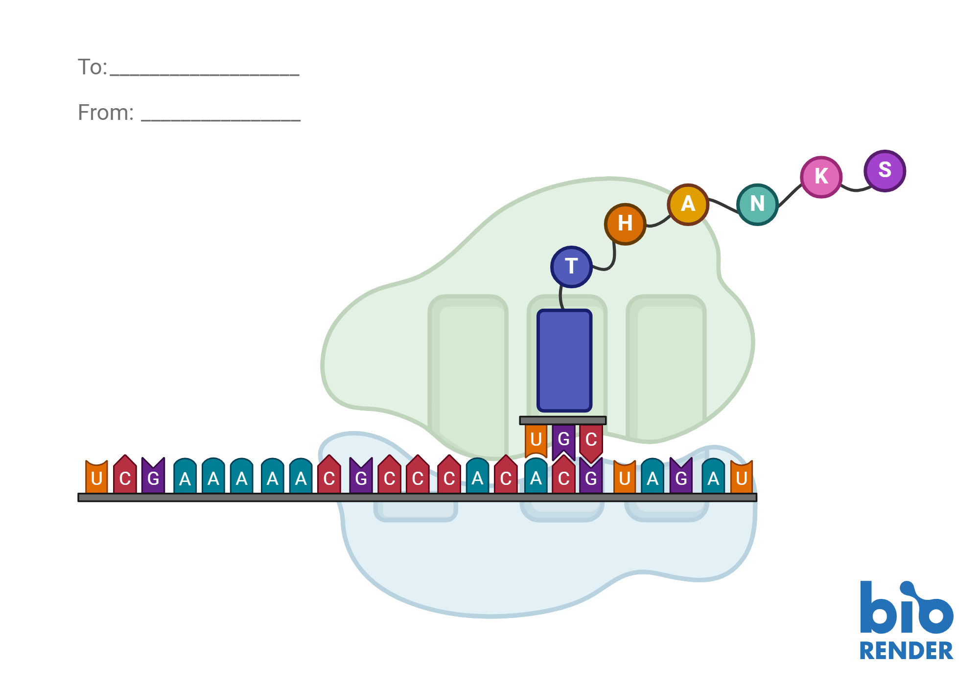 tRNA Translation Thank You E-Card | BioRender Science Templates