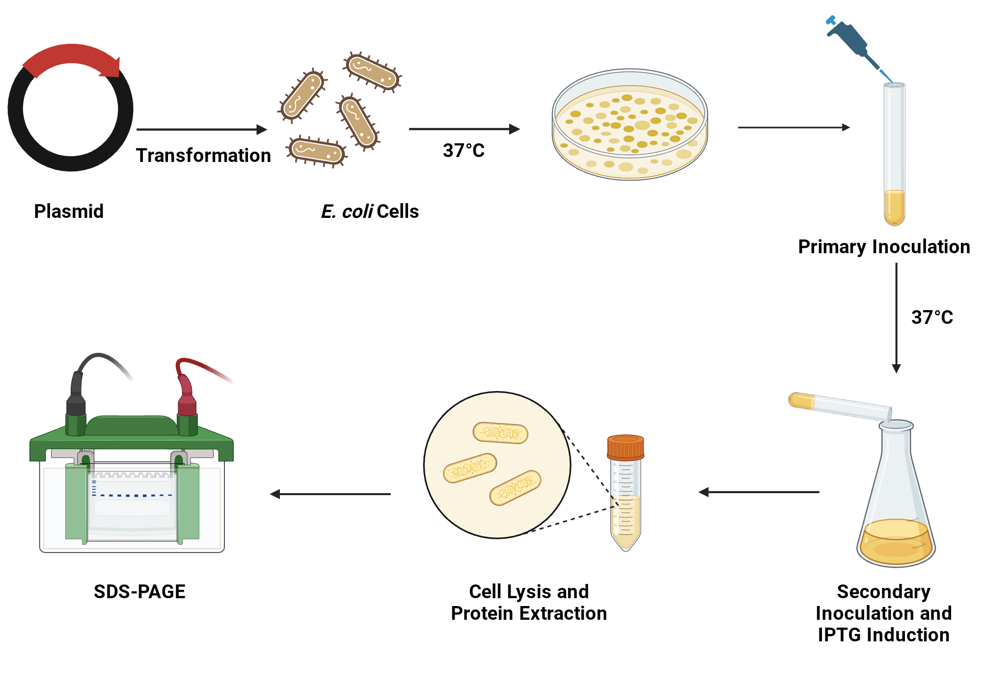 Protein Expression Biorender Science Templates