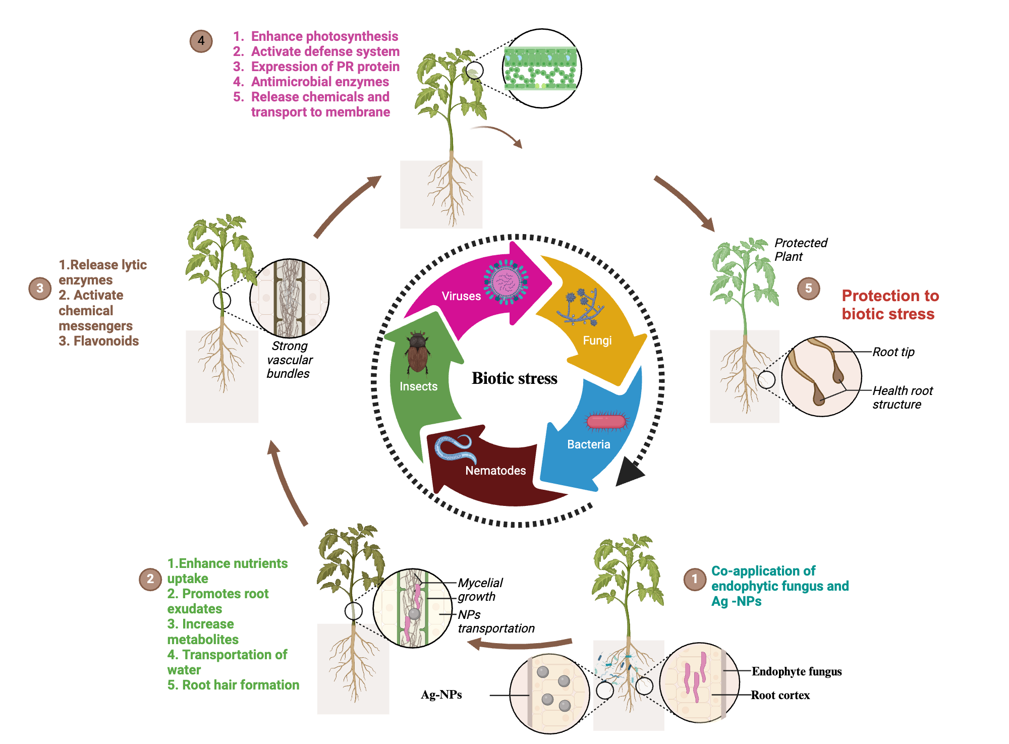 Fungal endophytes and biotic stress alleviation in medicinal plants ...