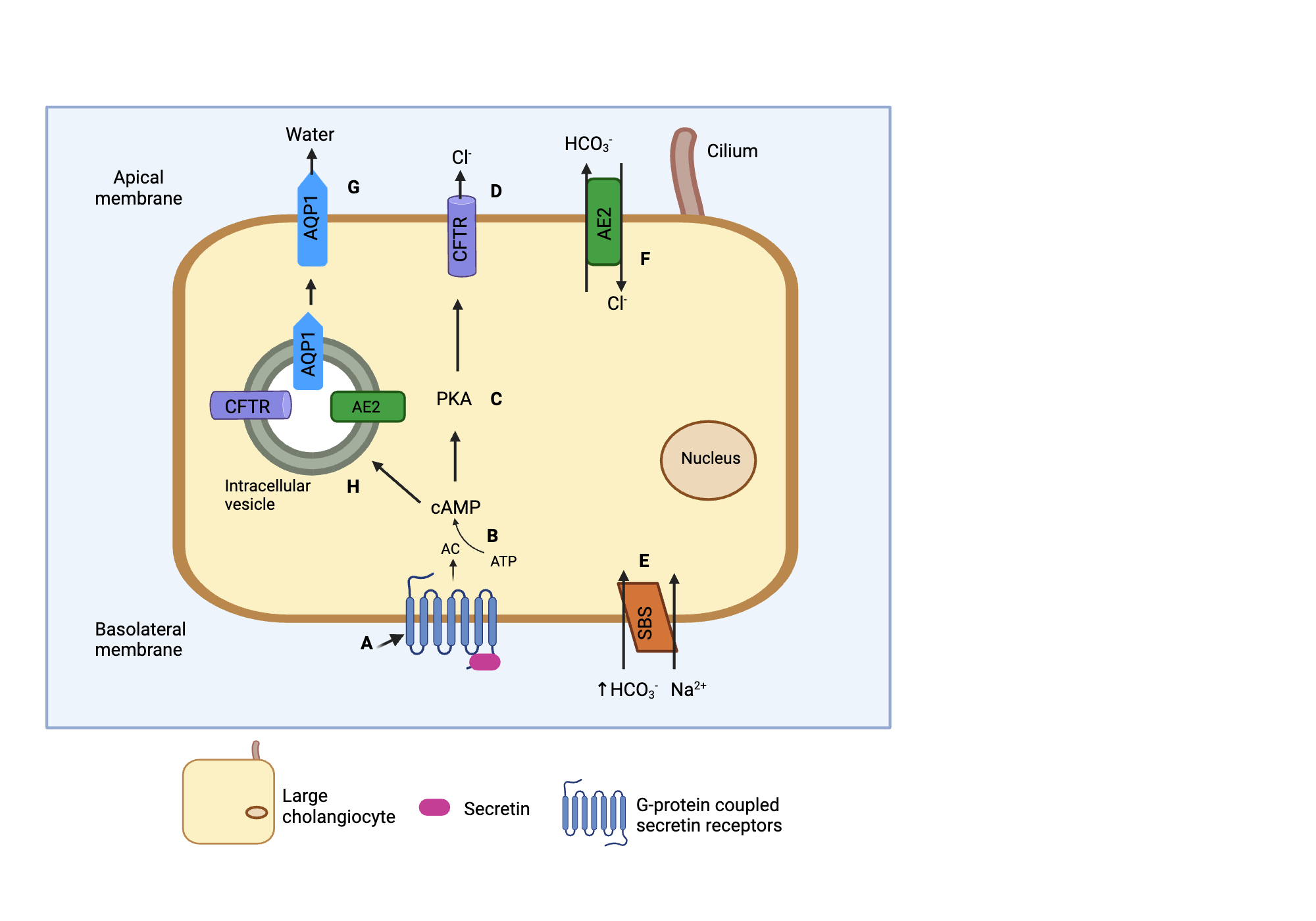 Secretin Mode of Action in a large cholangiocyte. | BioRender Science ...