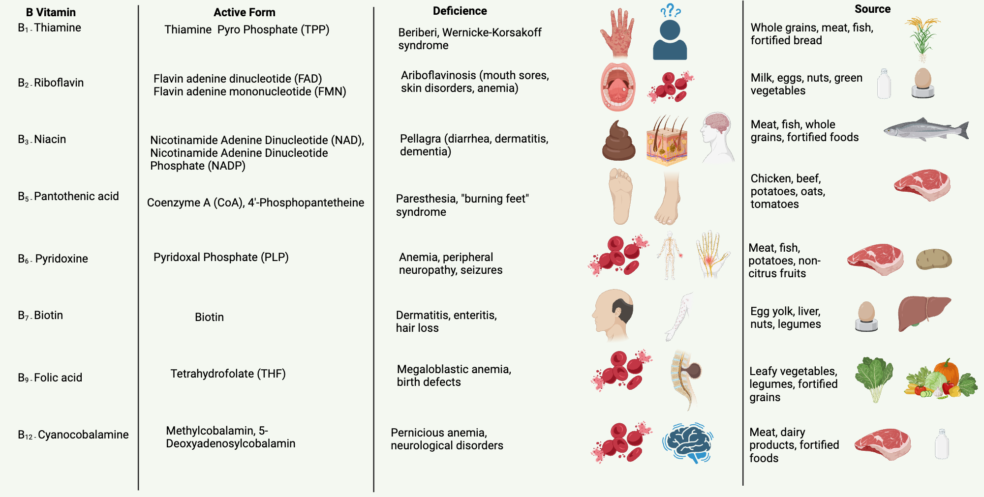 Vitamin B Complex | BioRender Science Templates