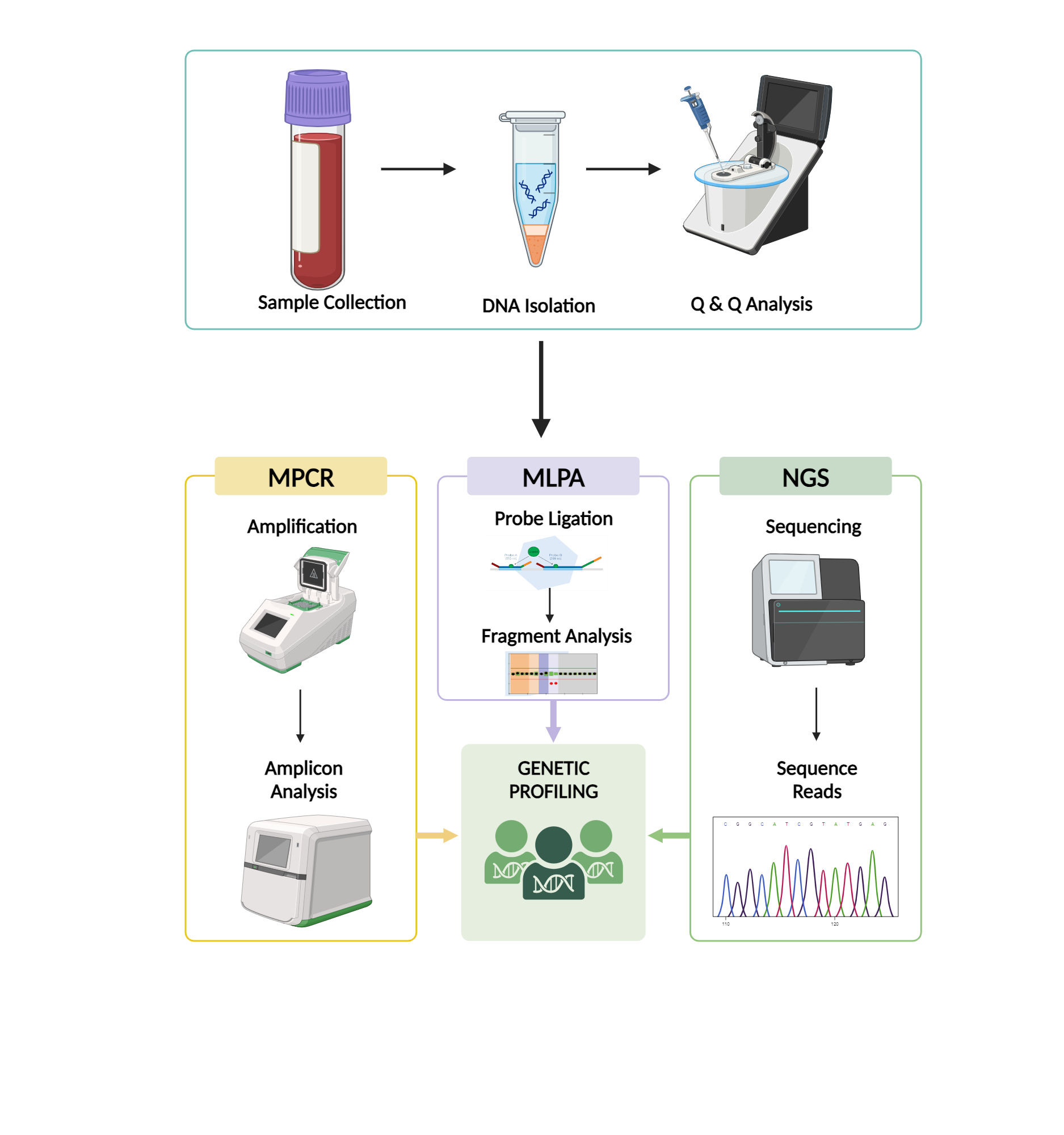 Genetic Diagnosis in DMD | BioRender Science Templates